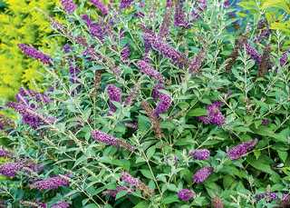 Miss Violet Butterfly Bush