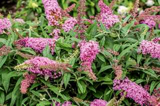 Pugster Pink® Butterfly Bush