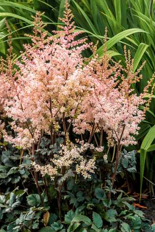 Spotlight Astilbe