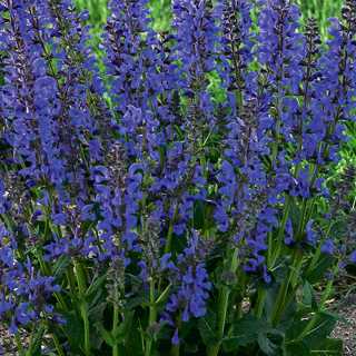 Midnight Model Salvia