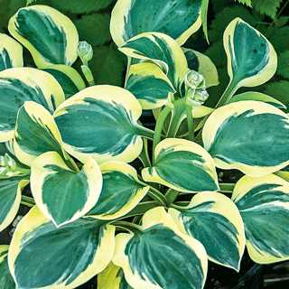 Mighty Mouse Hosta