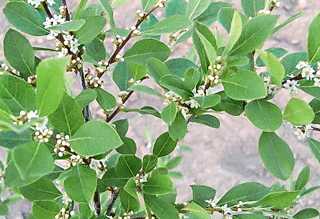 Jim Dandy Male Winterberry Holly