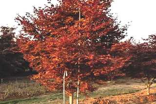 Fireglow Japanese Maple