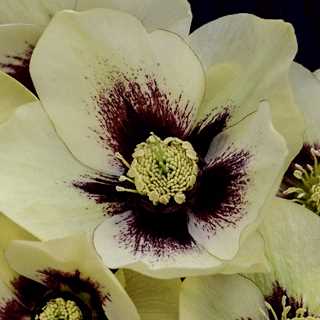 HONEYMOON® Spanish Flare Hellebore