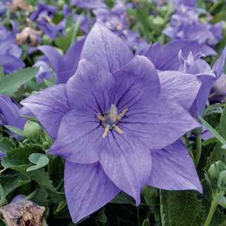 Astra Double Blue Balloon Flower