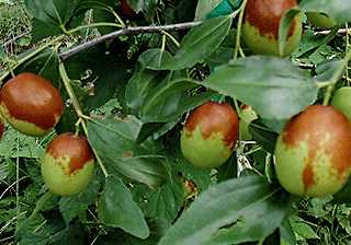 Winter Delight™ Jujube