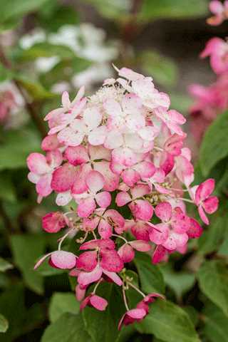 Diamond Rouge® Hydrangea