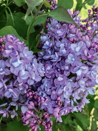 Scentara® Double Blue Lilac
