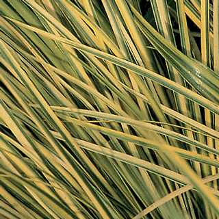 Golden Variegated Sweet Flag