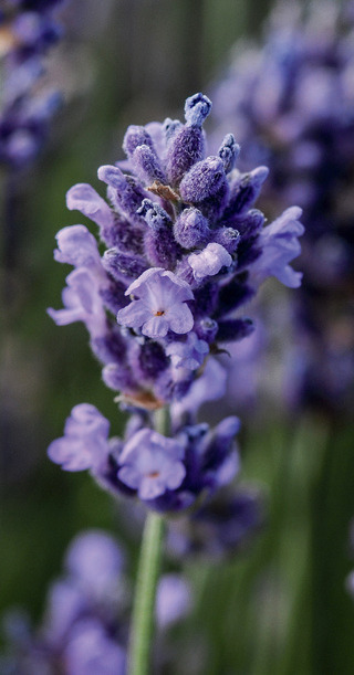 SuperBlue English Lavender