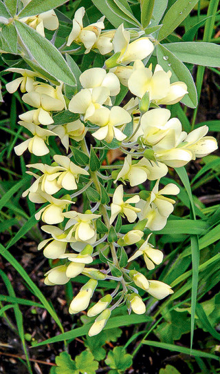 Cream False Indigo