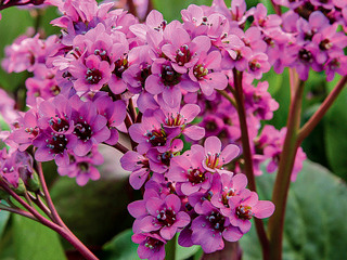 Red Bloom Bergenia