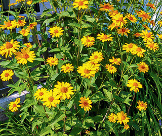 Oxeye Sunflower