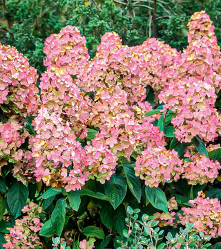Pink Diamond Hydrangea -Tree Form
