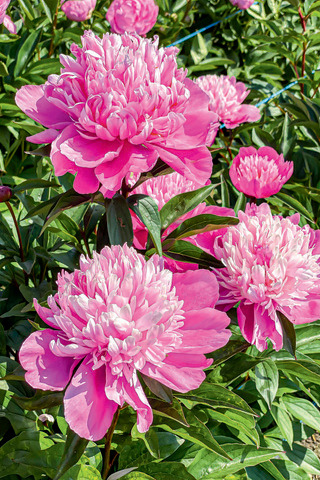 Edulis Superba Peony