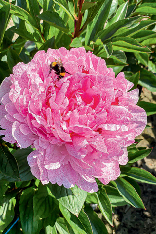 The Fawn Peony