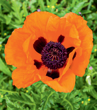 Prince of Orange Oriental Poppy