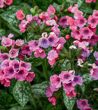 Pretty in Pink Pulmonaria