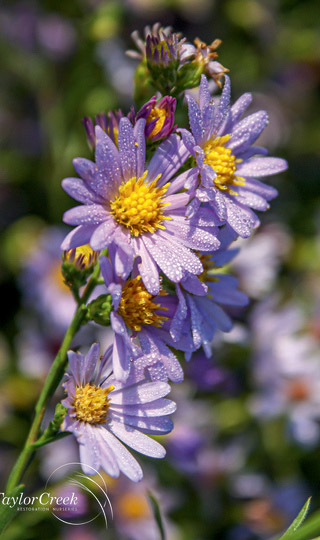 Smooth Aster