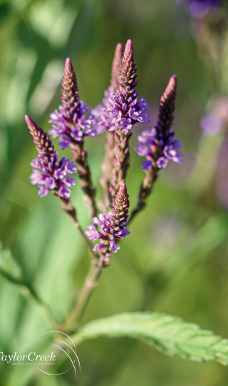 Blue Vervain