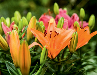 Orange Matrix Lily