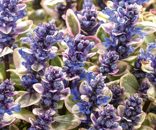 Princess Nadia Ajuga