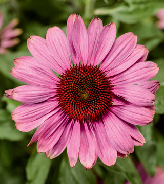 Prairie Splendor™ Compact Rose Coneflower