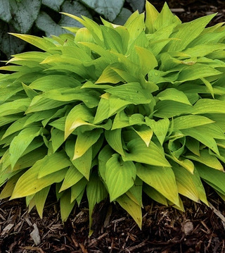 Munchkin Fire Hosta