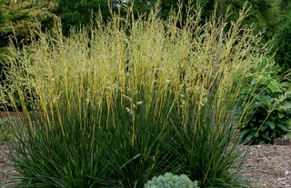 Glow Sticks Tall Fescue