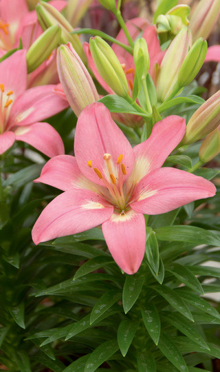 Rozalynn Asiatic Lily