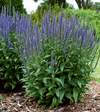 Blue Skywalker Speedwell