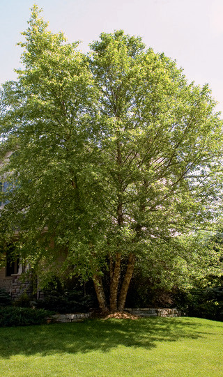 Heritage River Birch