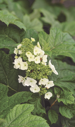 Alice Oakleaf Hydrangea