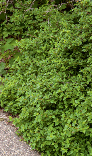 Green Mound Alpine Currant
