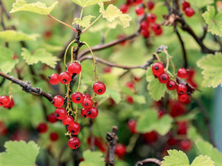 Red Lake Red Currant