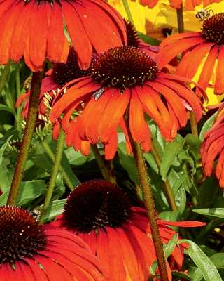 Butterfly™ Postman Coneflower