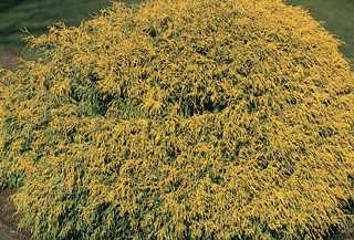 Sungold Threadleaf Japanese Falsecypress