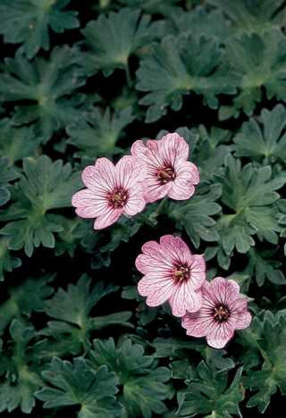 Ballerina Dwarf Geranium