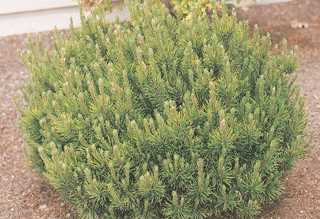 Dwarf Mugo Pine