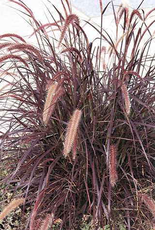 Red Fountain Grass